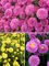 Mum Collection - Button -- Bluestone Perennials