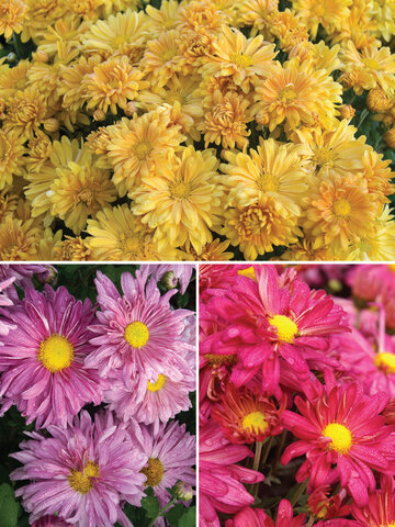 Chrysanthemum Daisy Collection | Bluestone Perennials