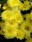 Mum Yellow Valour -- Bluestone Perennials