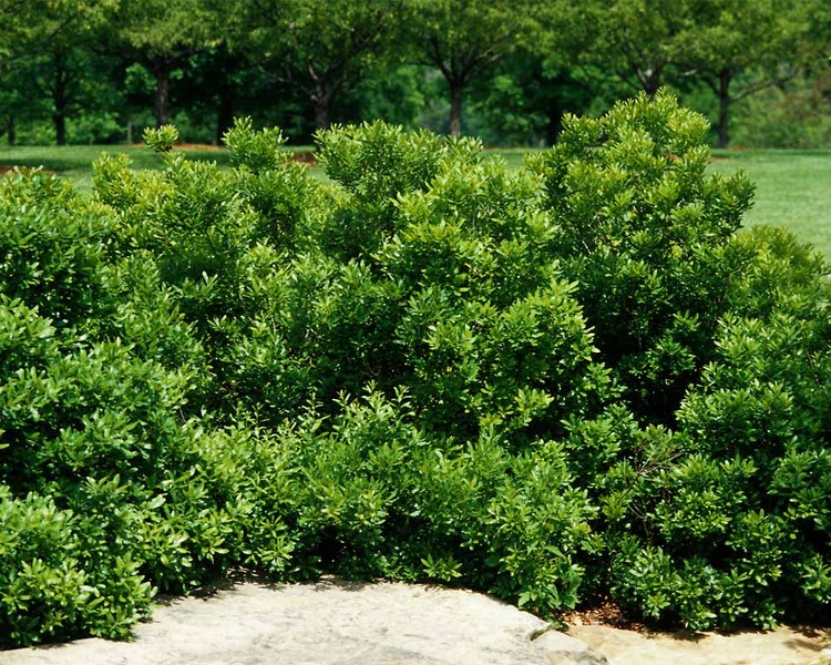 Product Viewer - Myrica Pensylvanica