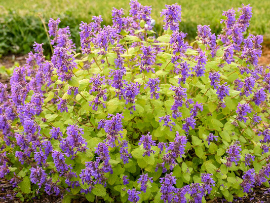 Nepeta Chartreuse on the Loose | Bluestone Perennials