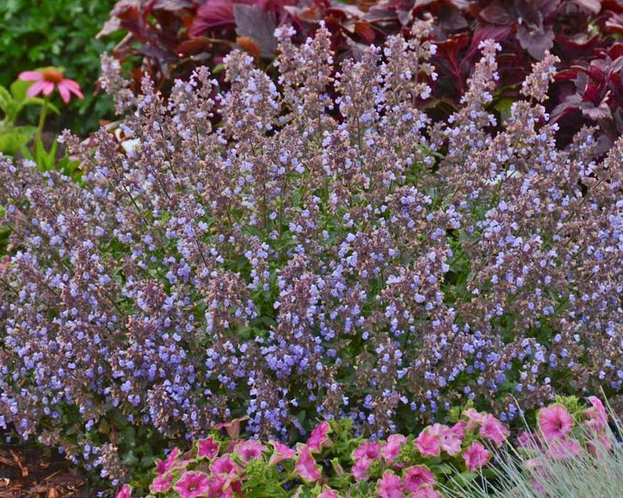 Nepeta Faassenii Catmint