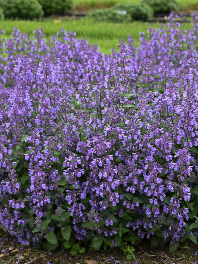 Nepeta Picture Purrfect | Bluestone Perennials