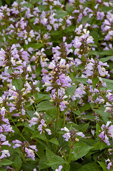 Product Viewer - Nepeta Sweet-Dreams