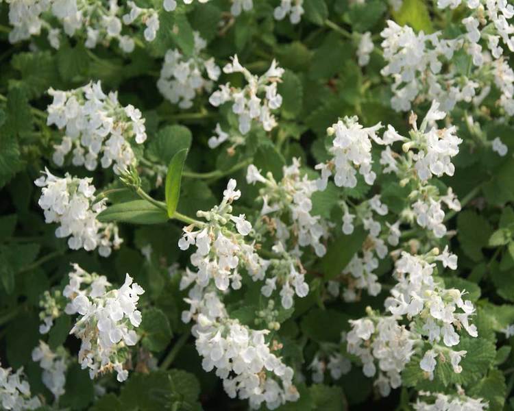 Product Viewer - Nepeta Snowflake