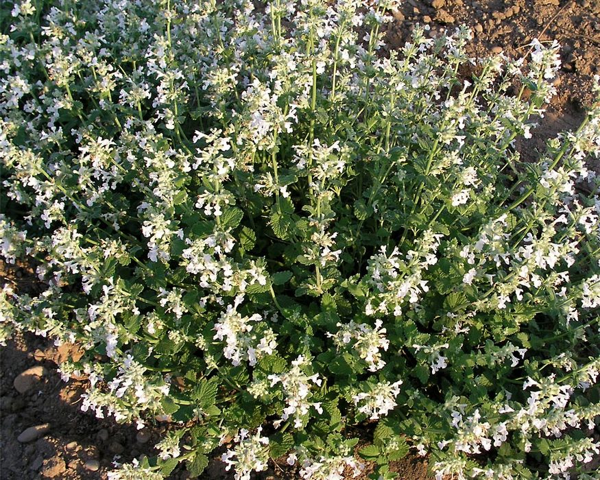 Nepeta Snowflake | Bluestone Perennials
