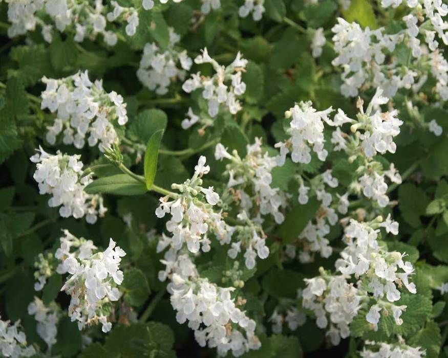 Nepeta Snowflake | Bluestone Perennials