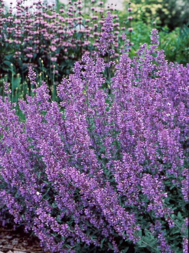 Nepeta Walker's Low | Bluestone Perennials