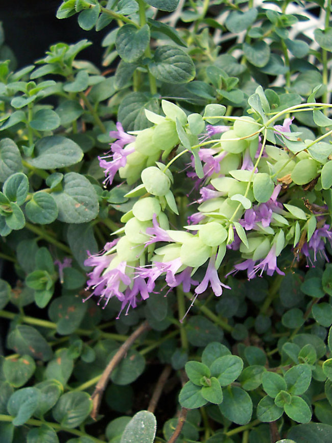 Origanum Amethyst Falls | Bluestone Perennials