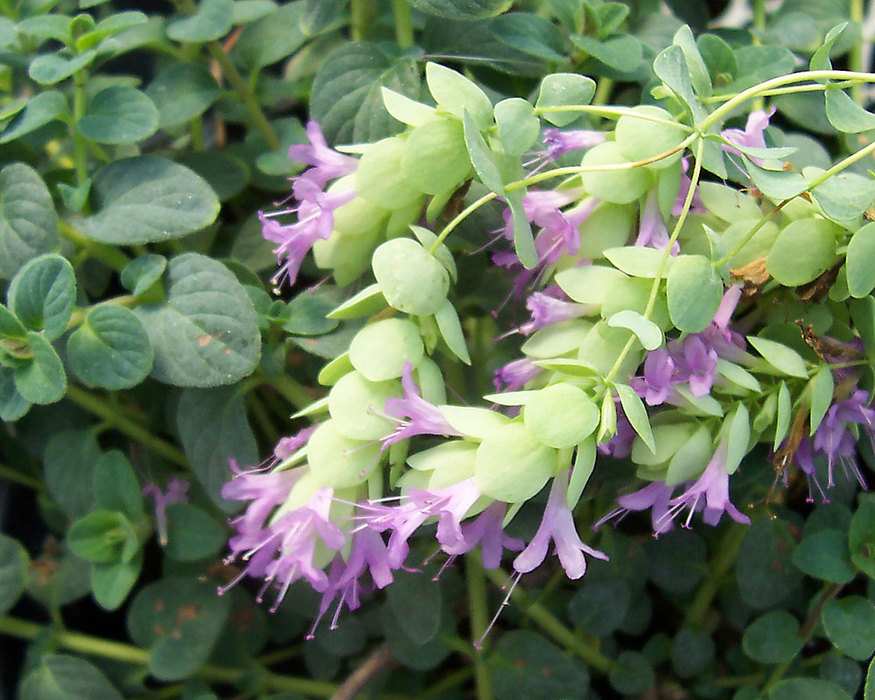 Origanum Amethyst Falls | Bluestone Perennials