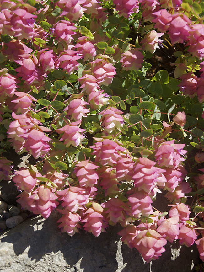 Origanum Kent Beauty | Bluestone Perennials