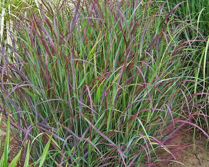 Panicum Cheyenne Sky | Bluestone Perennials