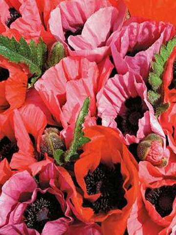 Papaver Fruit Punch | Bluestone Perennials