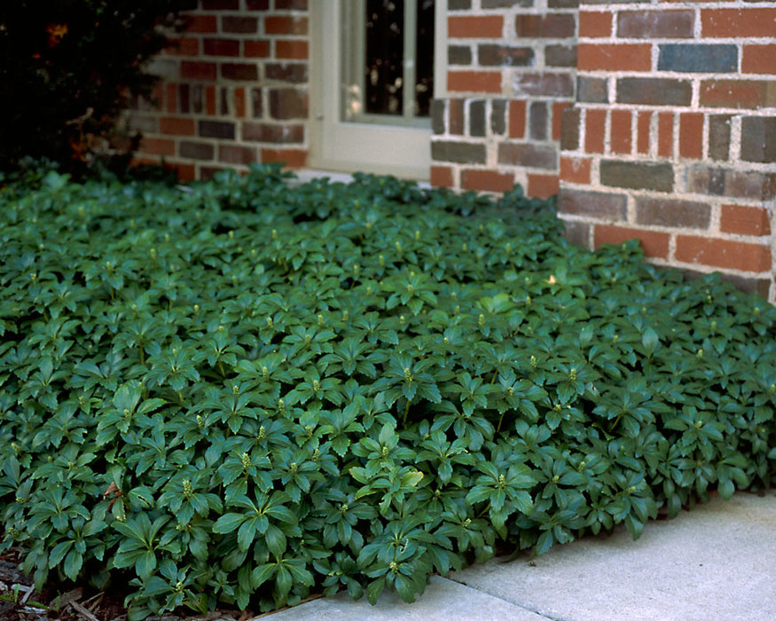 Pachysandra Green Carpet | Bluestone Perennials