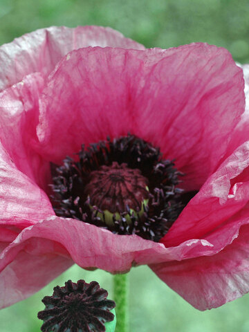 Papaver Patty's Plum | Bluestone Perennials