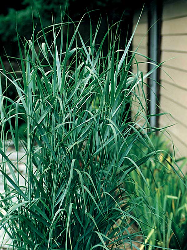 Prairie Sky Switch Grass Panicum Virgatum 39prairie Sky