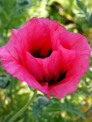 Papaver Raspberry Queen | Bluestone Perennials