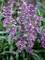 Penstemon Blue Buckle -- Bluestone Perennials