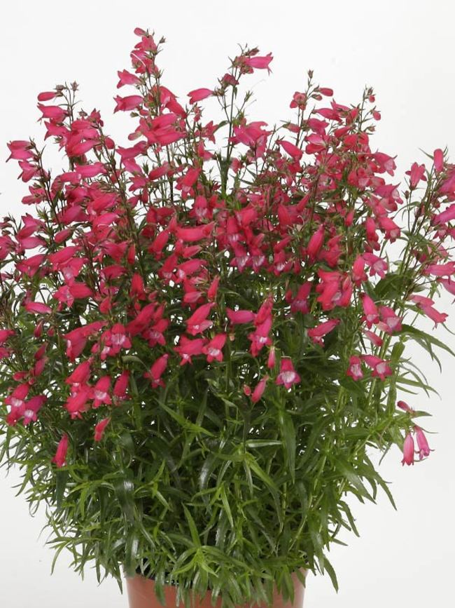 Penstemon Carillo Red | Bluestone Perennials