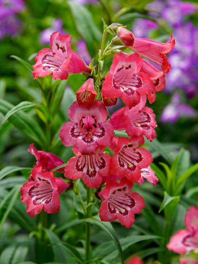 Penstemon Cha Cha Cherry | Bluestone Perennials