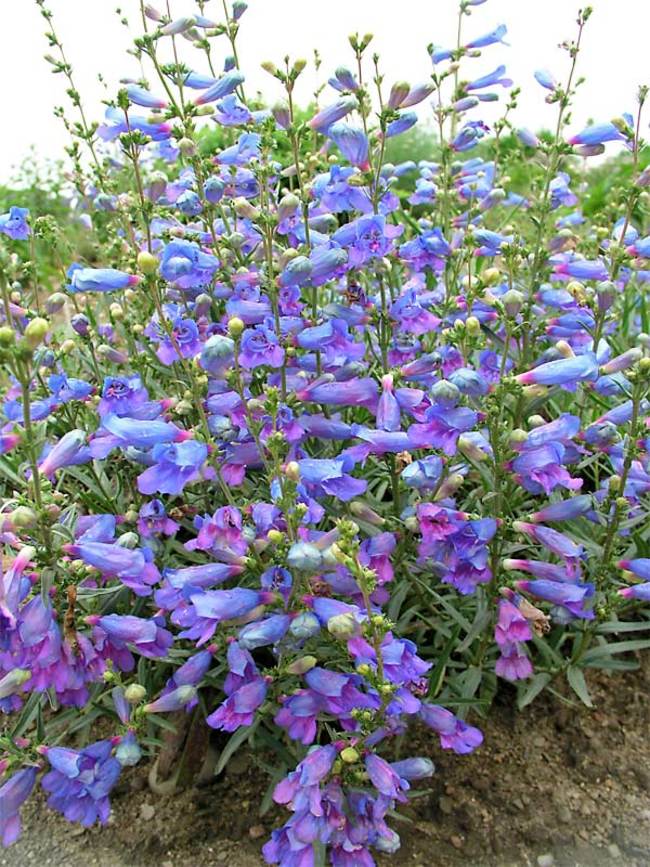 Penstemon Electric Blue | Bluestone Perennials