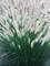 Pennisetum Foxtrot -- Bluestone Perennials