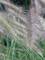 Pennisetum Foxtrot -- Bluestone Perennials