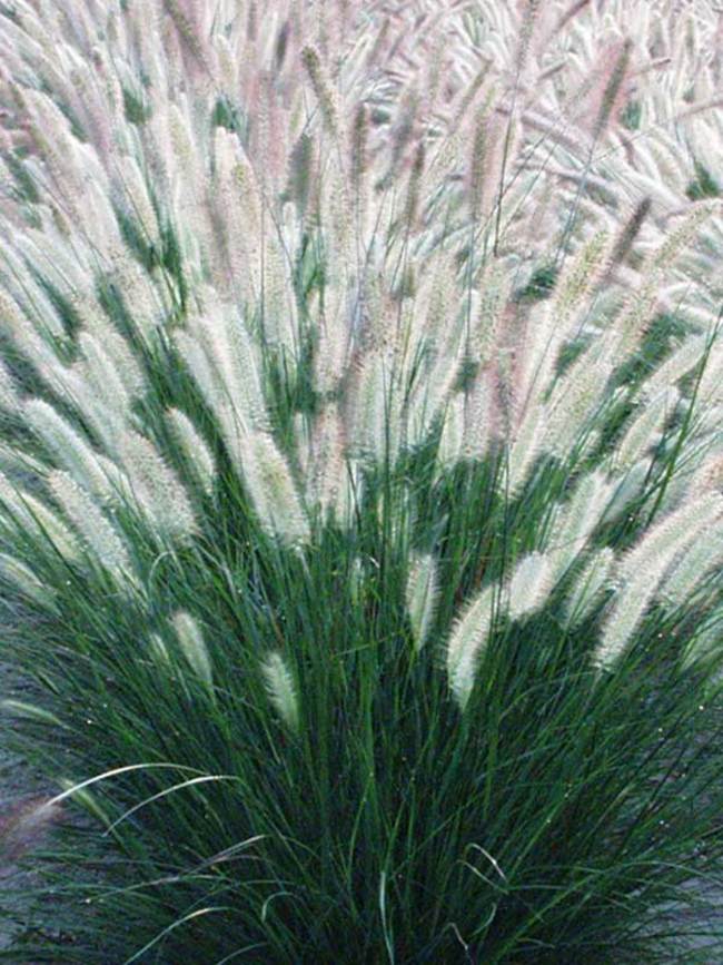 Pennisetum Foxtrot | Bluestone Perennials
