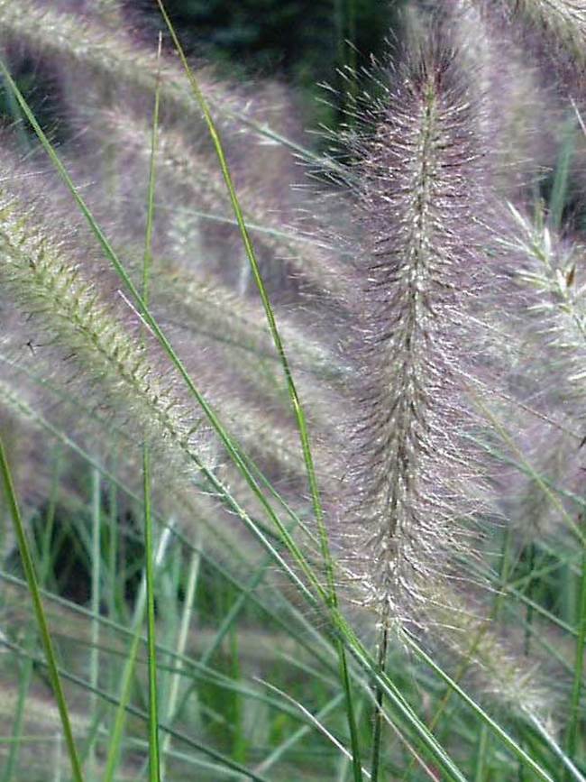 Pennisetum Foxtrot | Bluestone Perennials