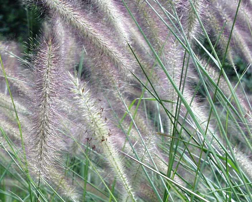 Pennisetum Foxtrot | Bluestone Perennials