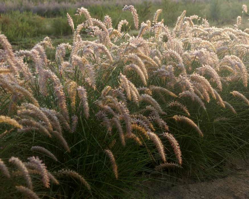 Pennisetum Karley Rose | Bluestone Perennials