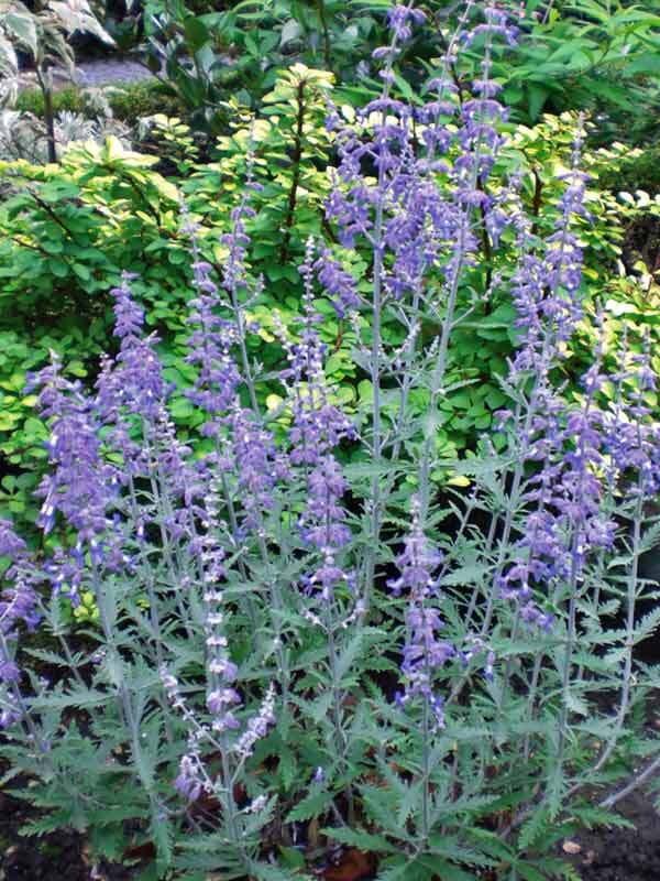 Perovskia Lacey Blue | Bluestone Perennials