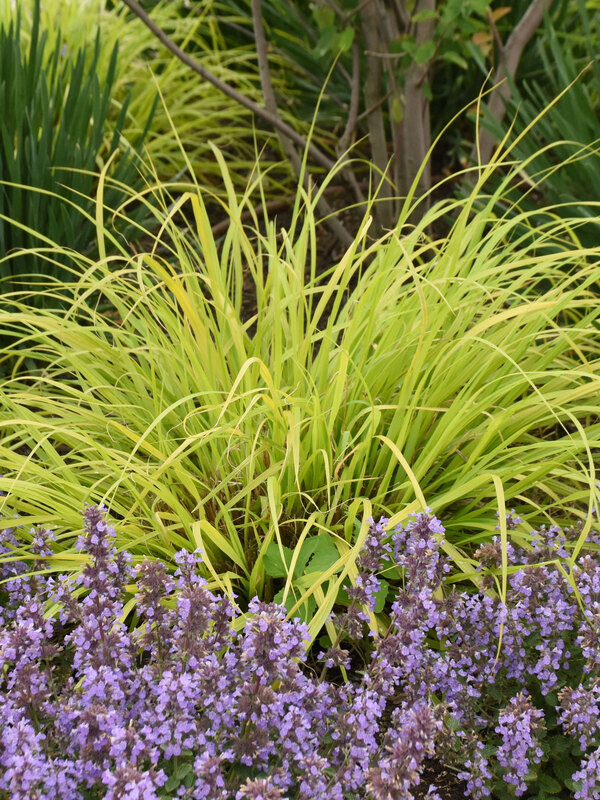 Pennisetum Lemon Squeeze | Bluestone Perennials