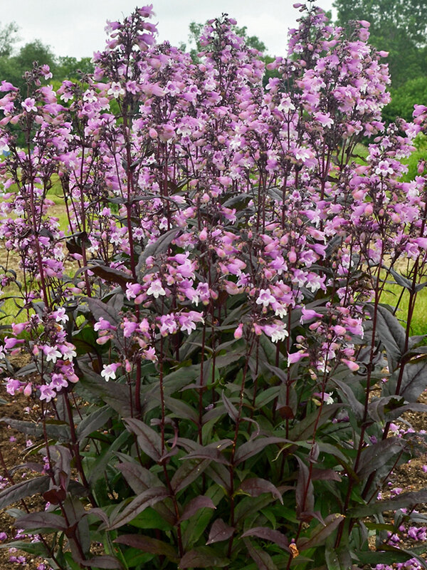 Penstemon Midnight Masquerade | Bluestone Perennials