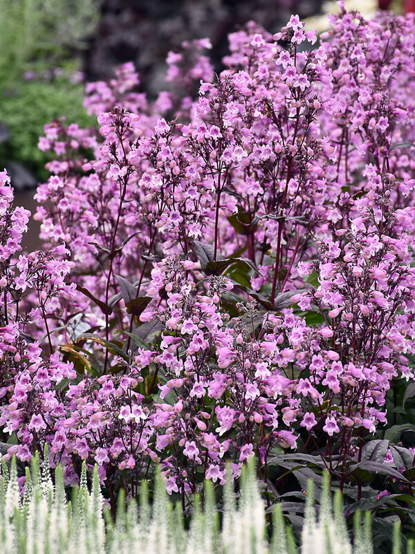 Penstemon Midnight Masquerade | Bluestone Perennials
