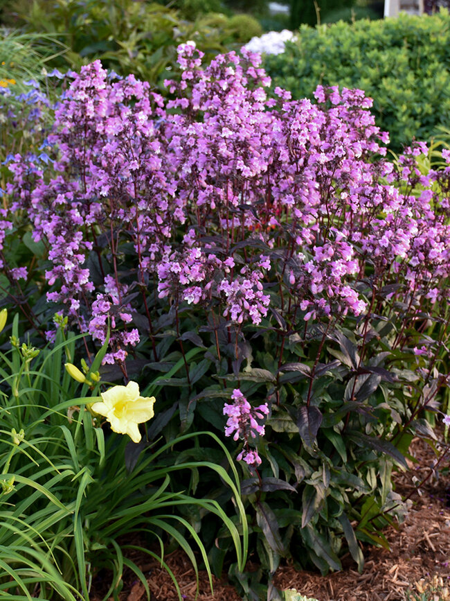 Penstemon Midnight Masquerade | Bluestone Perennials