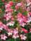 Penstemon Quartz Rose -- Bluestone Perennials