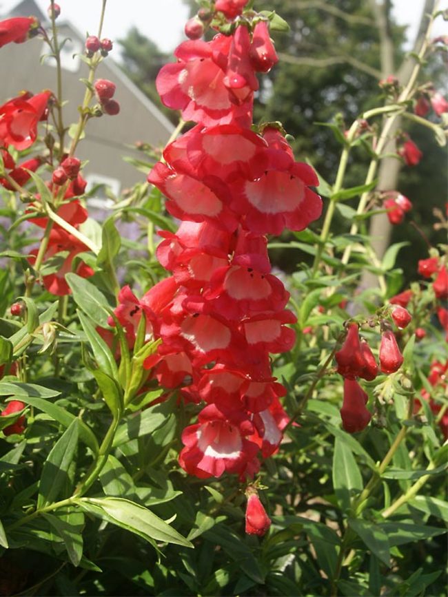 Penstemon Rubycunda | Bluestone Perennials