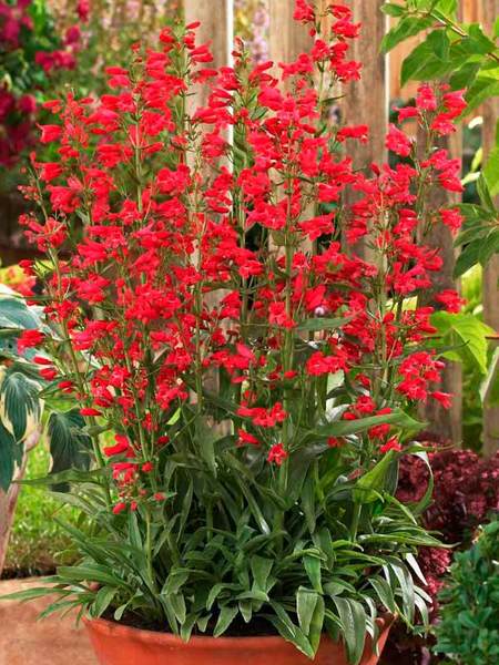Product Viewer - Penstemon Red Riding Hood