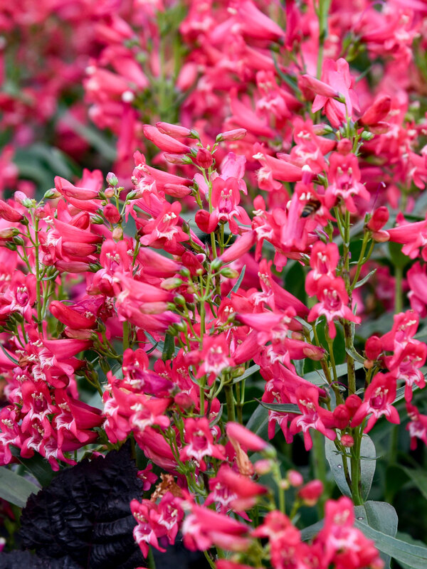 Penstemon Rose Rhinestones | Bluestone Perennials