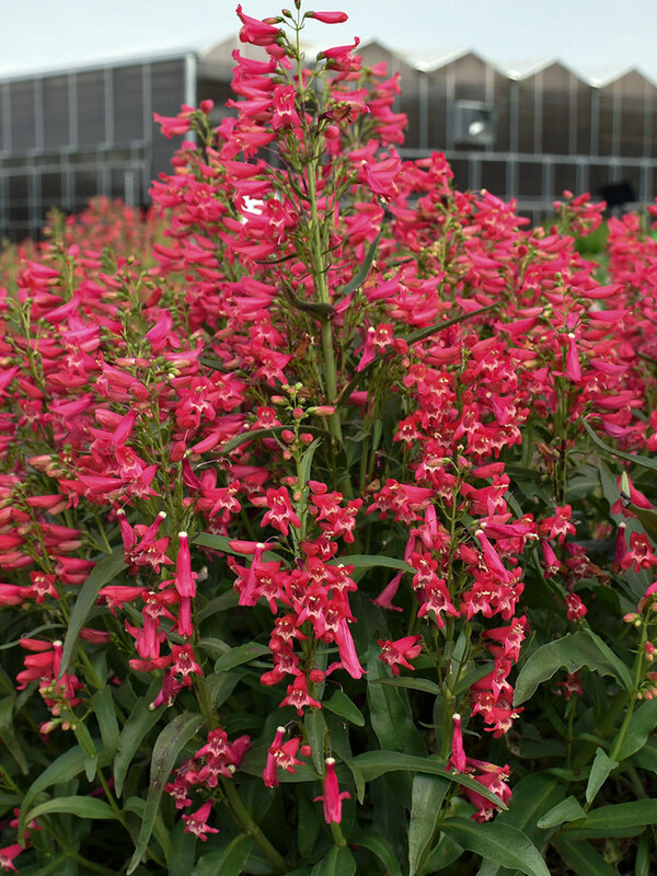 Penstemon Rose Rhinestones | Bluestone Perennials