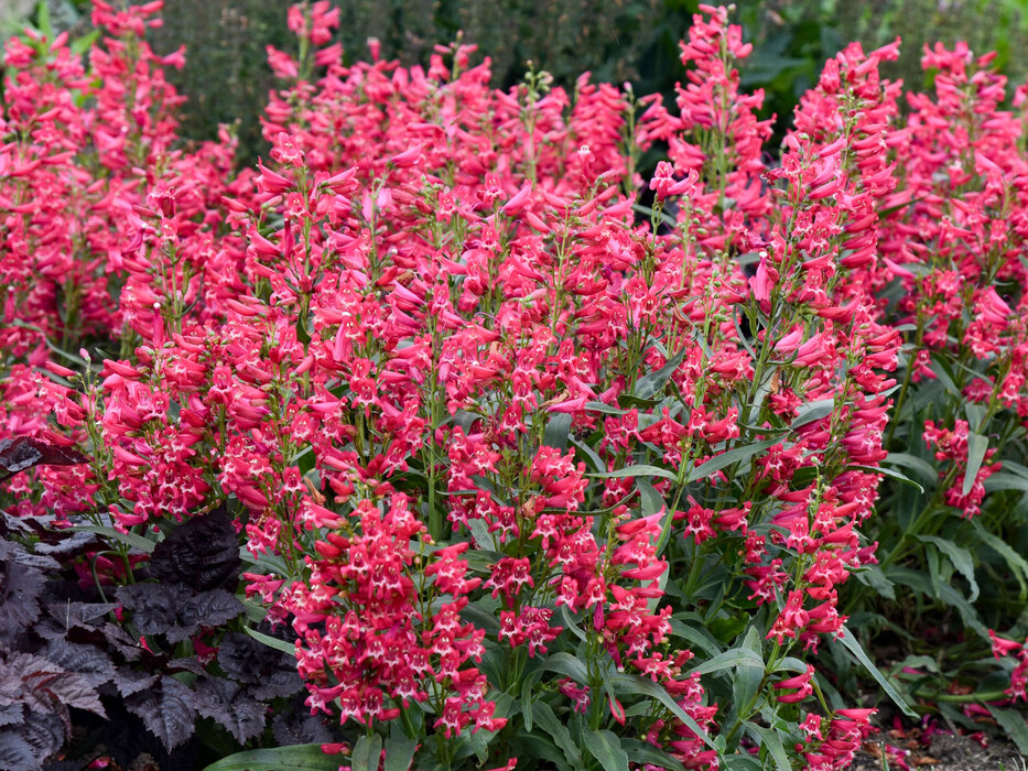 Penstemon Rose Rhinestones | Bluestone Perennials
