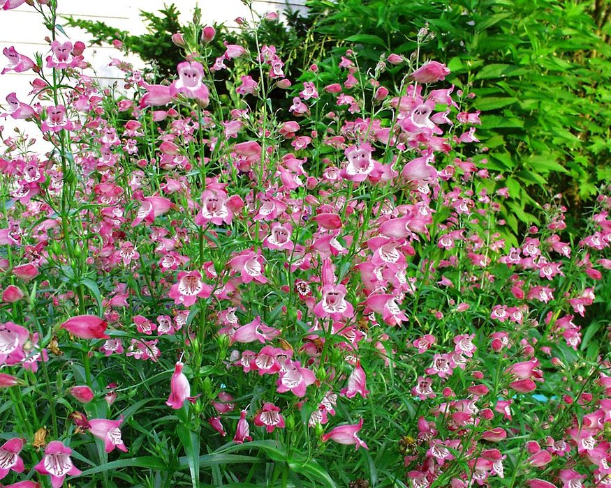 Penstemon Red Rocks | Bluestone Perennials