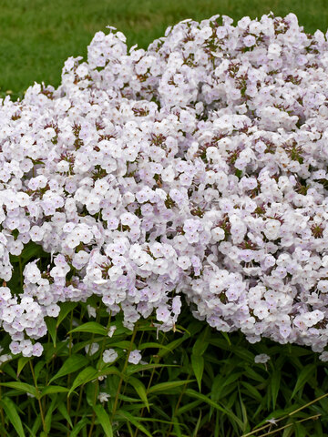 Phlox Fashionably Early Crystal | Bluestone Perennials