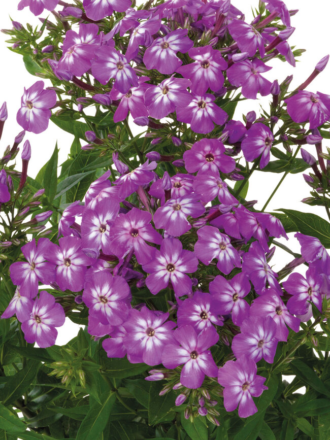 Phlox Flame Pro Violet Charme | Bluestone Perennials
