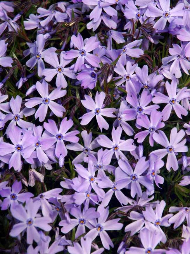 Phlox Blue | Bluestone Perennials