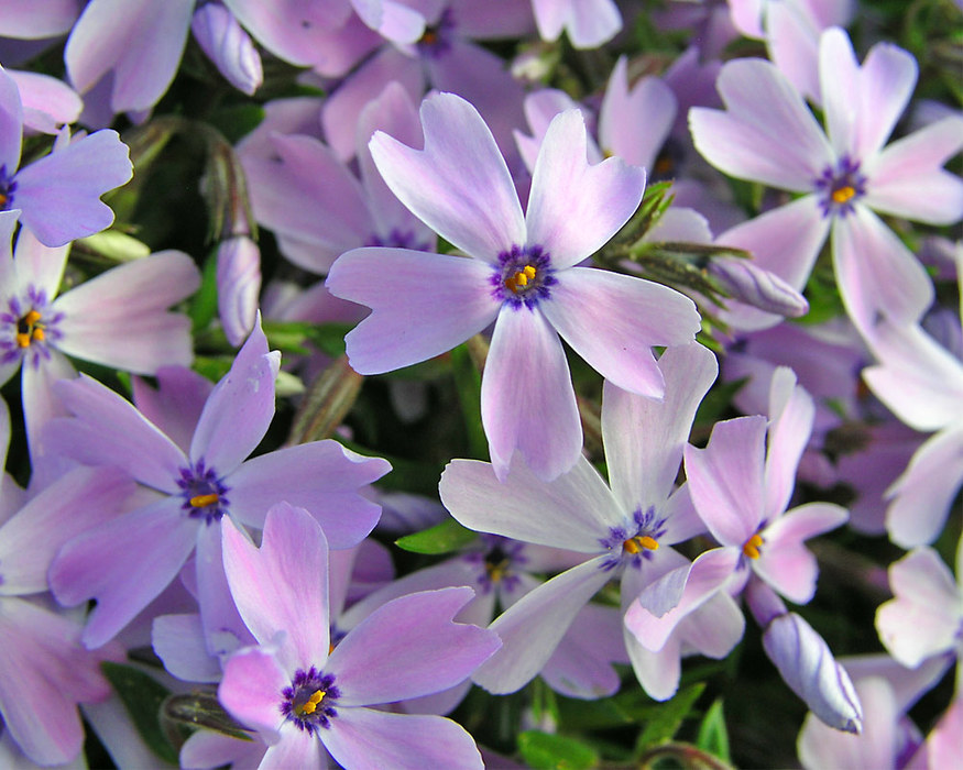 Phlox Blue | Bluestone Perennials
