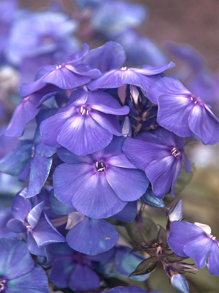 Product Viewer - Phlox Blue Paradise
