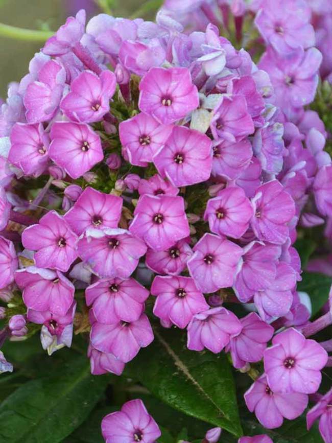 Phlox Flame Purple Eye | Bluestone Perennials