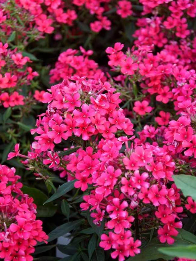 Phlox Flame Red | Bluestone Perennials